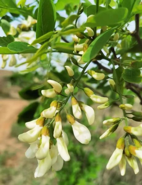 洋槐花图片_洋槐花长什么样-第3张图片-山城妙识