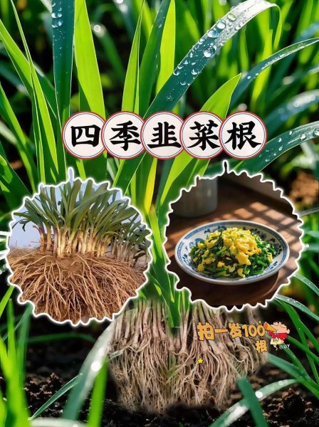 韭菜根的功效与作用_韭菜根怎么吃效果最好-第2张图片-山城妙识 韭菜根的功效与作用_韭菜根怎么吃效果最好-第2张图片-山城妙识