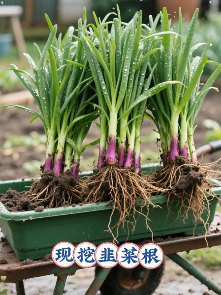 韭菜根的功效与作用_韭菜根怎么吃效果最好-第1张图片-山城妙识 韭菜根的功效与作用_韭菜根怎么吃效果最好-第1张图片-山城妙识