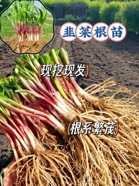 韭菜根的功效与作用_韭菜根怎么吃效果最好-第3张图片-山城妙识 韭菜根的功效与作用_韭菜根怎么吃效果最好-第3张图片-山城妙识