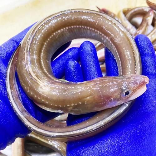 人鳗是什么_人鳗能吃吗-第3张图片-山城妙识 人鳗是什么_人鳗能吃吗-第3张图片-山城妙识