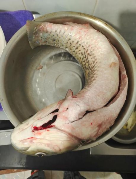 红烧草鱼怎么做才入味_正宗做法步骤详解-第3张图片-山城妙识 红烧草鱼怎么做才入味_正宗做法步骤详解-第3张图片-山城妙识