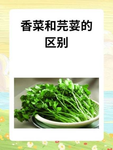 芫荽属植物有哪些_芫荽和香菜的区别-第2张图片-山城妙识 芫荽属植物有哪些_芫荽和香菜的区别-第2张图片-山城妙识