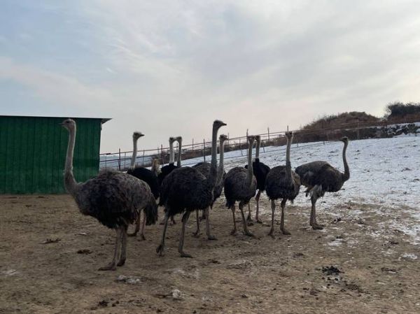 养殖10只鸵鸟需要多少成本_养殖10只鸵鸟一年利润多少-第1张图片-山城妙识