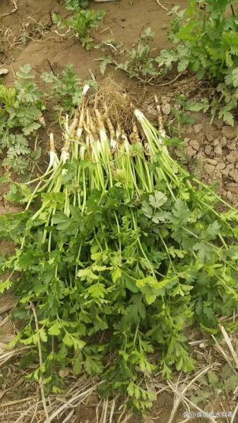 芫荽属植物有哪些_芫荽和香菜的区别-第3张图片-山城妙识 芫荽属植物有哪些_芫荽和香菜的区别-第3张图片-山城妙识