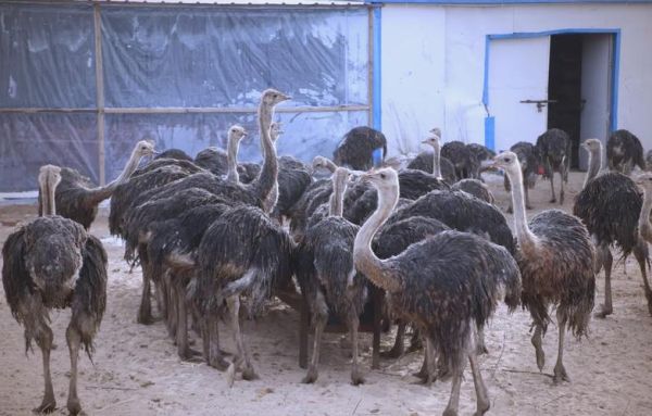 养殖10只鸵鸟需要多少成本_养殖10只鸵鸟一年利润多少-第3张图片-山城妙识