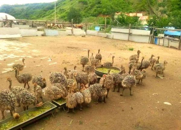 养殖10只鸵鸟需要多少成本_养殖10只鸵鸟一年利润多少-第2张图片-山城妙识