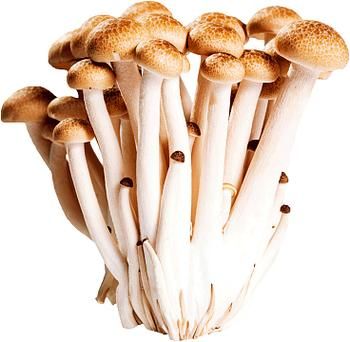 蟹腿菇图片怎么拍_蟹腿菇图片高清细节在哪-第1张图片-山城妙识 蟹腿菇图片怎么拍_蟹腿菇图片高清细节在哪-第1张图片-山城妙识