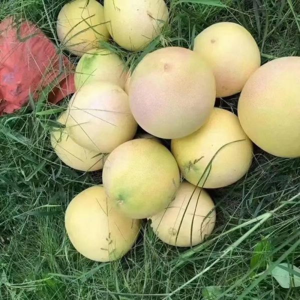 红肉柚子能减肥吗_红肉柚子的功效与作用-第3张图片-山城妙识 红肉柚子能减肥吗_红肉柚子的功效与作用-第3张图片-山城妙识