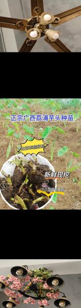 荔浦芋头怎么种_荔浦芋头种植技术-第2张图片-山城妙识 荔浦芋头怎么种_荔浦芋头种植技术-第2张图片-山城妙识