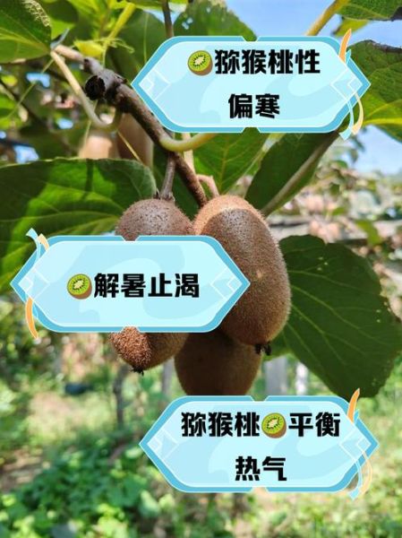 猕猴桃是热性还是凉性_猕猴桃性寒还是性温-第1张图片-山城妙识 猕猴桃是热性还是凉性_猕猴桃性寒还是性温-第1张图片-山城妙识