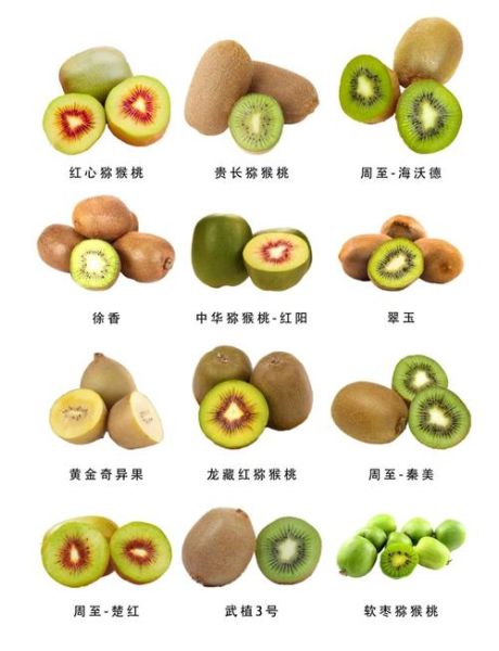 猕猴桃是热性还是凉性_猕猴桃性寒还是性温-第3张图片-山城妙识 猕猴桃是热性还是凉性_猕猴桃性寒还是性温-第3张图片-山城妙识