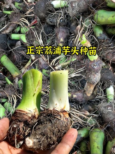 荔浦芋头怎么种_荔浦芋头种植技术-第3张图片-山城妙识 荔浦芋头怎么种_荔浦芋头种植技术-第3张图片-山城妙识