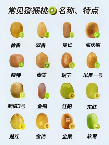 猕猴桃是热性还是凉性_猕猴桃性寒还是性温-第2张图片-山城妙识 猕猴桃是热性还是凉性_猕猴桃性寒还是性温-第2张图片-山城妙识