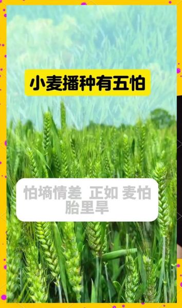 麦子什么时候种_麦子种植方法-第3张图片-山城妙识 麦子什么时候种_麦子种植方法-第3张图片-山城妙识
