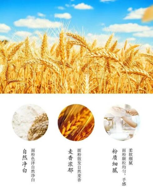 麦芯粉是高筋还是低筋_麦芯粉适合做什么-第1张图片-山城妙识 麦芯粉是高筋还是低筋_麦芯粉适合做什么-第1张图片-山城妙识