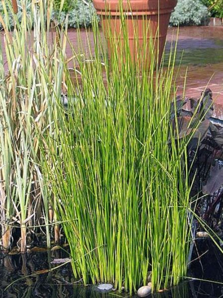 荸荠长什么样_荸荠植物图片怎么识别-第2张图片-山城妙识 荸荠长什么样_荸荠植物图片怎么识别-第2张图片-山城妙识