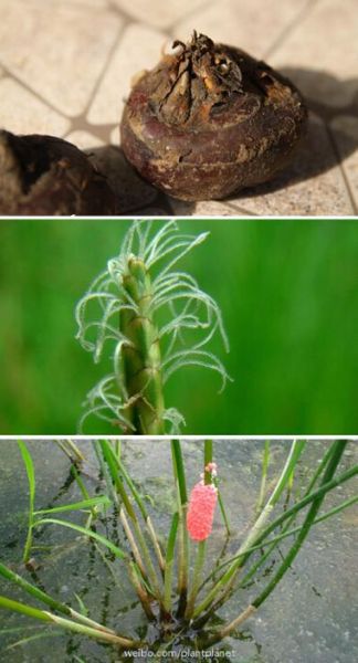荸荠长什么样_荸荠植物图片怎么识别-第3张图片-山城妙识 荸荠长什么样_荸荠植物图片怎么识别-第3张图片-山城妙识