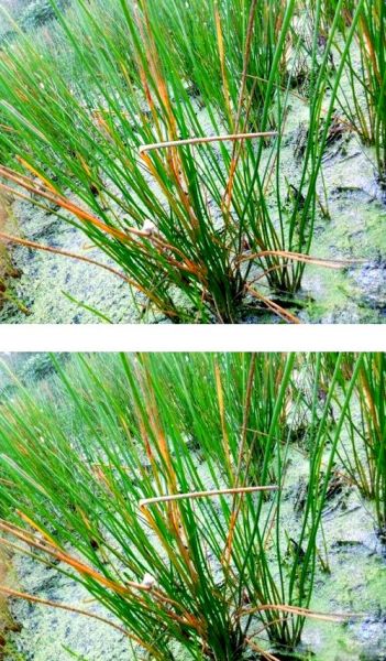 荸荠长什么样_荸荠植物图片怎么识别-第1张图片-山城妙识 荸荠长什么样_荸荠植物图片怎么识别-第1张图片-山城妙识