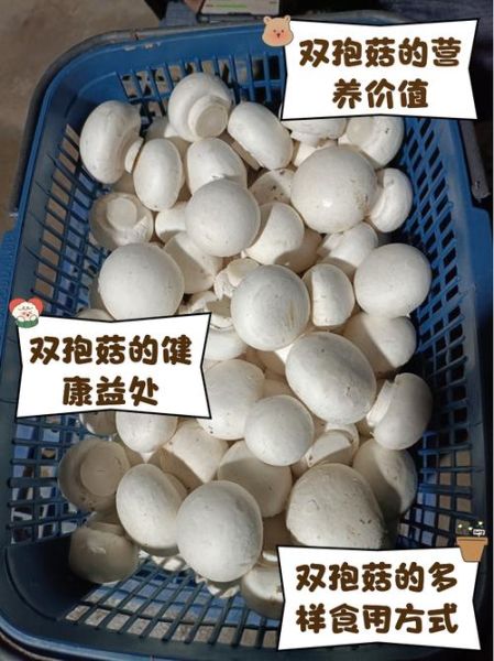 双孢蘑菇有毒吗_如何辨别可食用品种-第3张图片-山城妙识 双孢蘑菇有毒吗_如何辨别可食用品种-第3张图片-山城妙识