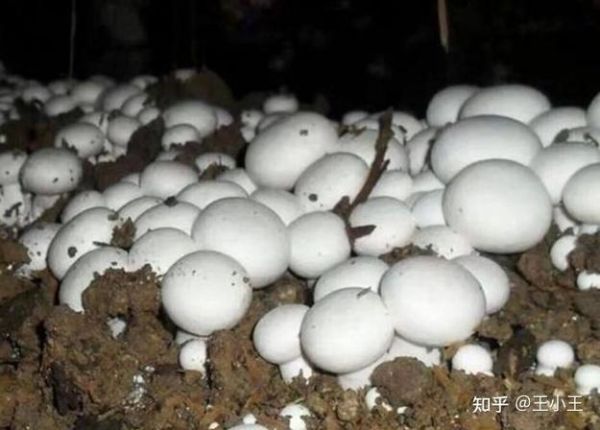 双孢蘑菇有毒吗_如何辨别可食用品种-第2张图片-山城妙识 双孢蘑菇有毒吗_如何辨别可食用品种-第2张图片-山城妙识