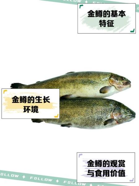 金鳟鱼多少钱一斤_金鳟鱼价格影响因素-第2张图片-山城妙识 金鳟鱼多少钱一斤_金鳟鱼价格影响因素-第2张图片-山城妙识