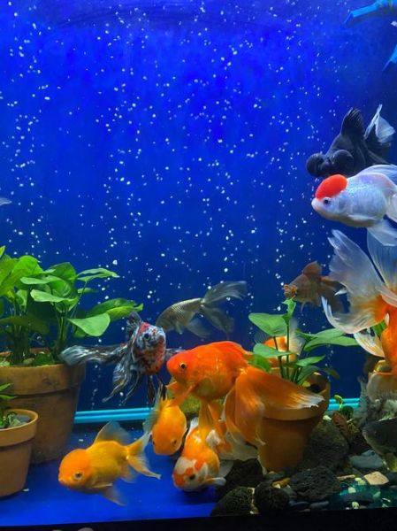 金鱼图片大全哪里找_如何欣赏金鱼美图-第3张图片-山城妙识 金鱼图片大全哪里找_如何欣赏金鱼美图-第3张图片-山城妙识