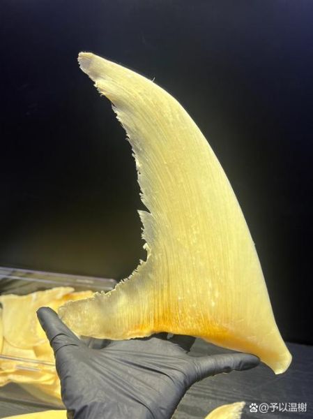 鱼翅分几个种类_鱼翅种类图片怎么区分-第1张图片-山城妙识 鱼翅分几个种类_鱼翅种类图片怎么区分-第1张图片-山城妙识