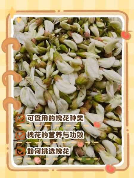 孕妇中期能吃槐花吗_槐花对胎儿影响-第3张图片-山城妙识 孕妇中期能吃槐花吗_槐花对胎儿影响-第3张图片-山城妙识