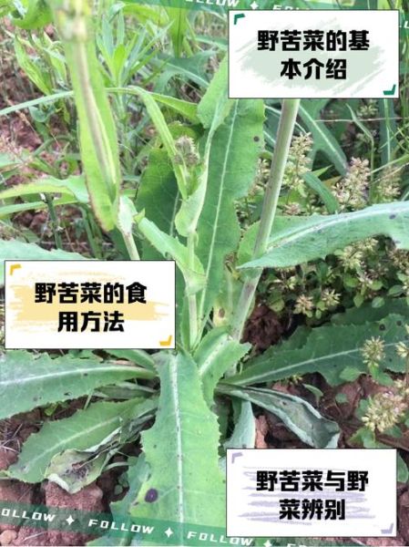 云南小苦菜有什么功效_云南小苦菜怎么吃最好-第1张图片-山城妙识