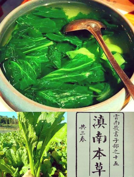 云南小苦菜有什么功效_云南小苦菜怎么吃最好-第3张图片-山城妙识