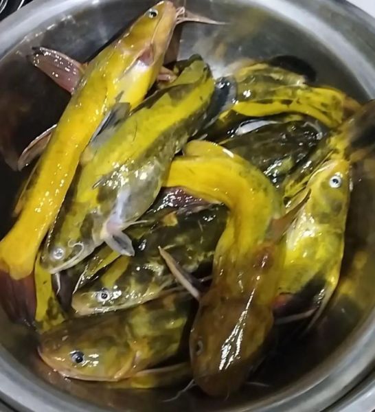 昂刺鱼怎么做好吃_昂刺鱼的做法大全-第2张图片-山城妙识 昂刺鱼怎么做好吃_昂刺鱼的做法大全-第2张图片-山城妙识