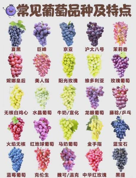 葡萄品种有哪些_如何挑选适合酿酒的葡萄-第3张图片-山城妙识
