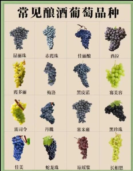 葡萄品种有哪些_如何挑选适合酿酒的葡萄-第2张图片-山城妙识