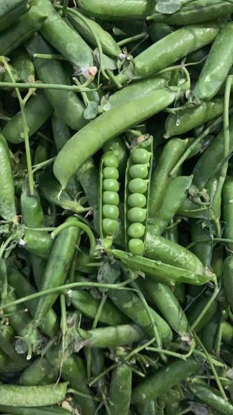 青豌豆和白豌豆的区别_哪个营养更高-第1张图片-山城妙识 青豌豆和白豌豆的区别_哪个营养更高-第1张图片-山城妙识