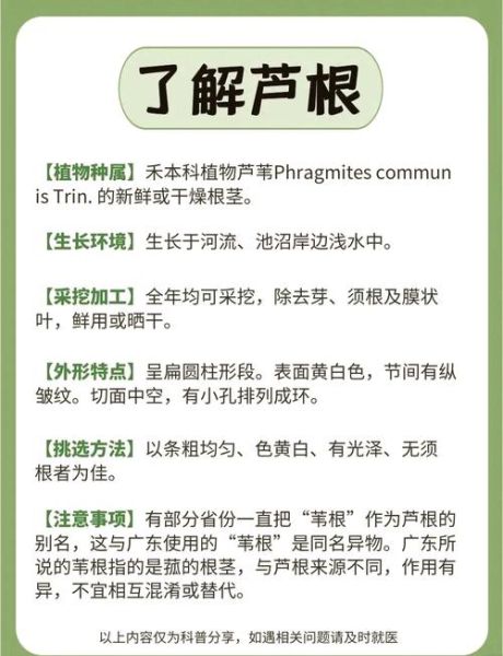 鲜芦根长什么样_鲜芦根怎么辨别真假-第1张图片-山城妙识