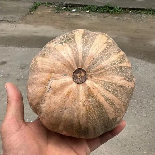 南瓜和北瓜哪个营养高_南瓜和北瓜的区别-第2张图片-山城妙识