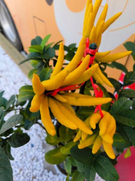 佛手柑什么味道_佛手柑味道像什么-第2张图片-山城妙识 佛手柑什么味道_佛手柑味道像什么-第2张图片-山城妙识