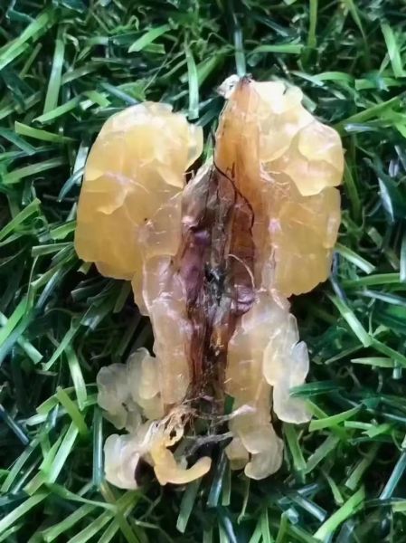 雪蛤长什么样_雪蛤外观特征-第3张图片-山城妙识 雪蛤长什么样_雪蛤外观特征-第3张图片-山城妙识