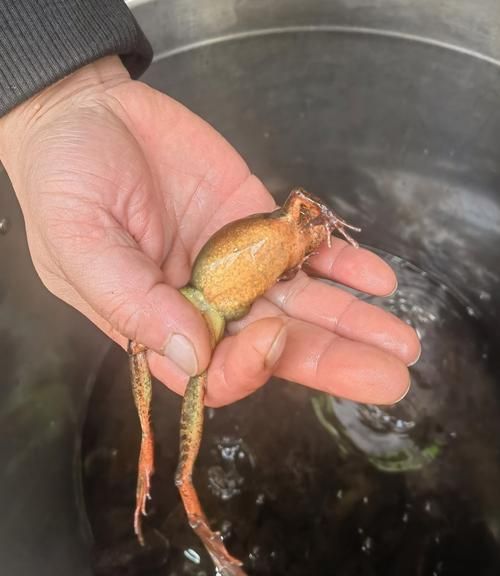 雪蛤长什么样_雪蛤外观特征-第1张图片-山城妙识 雪蛤长什么样_雪蛤外观特征-第1张图片-山城妙识