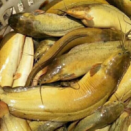 塘鲺鱼苗多少钱一斤_塘鲺鱼苗价格行情-第2张图片-山城妙识 塘鲺鱼苗多少钱一斤_塘鲺鱼苗价格行情-第2张图片-山城妙识