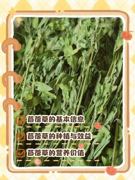 苜蓿种植技术_苜蓿怎么种高产-第1张图片-山城妙识 苜蓿种植技术_苜蓿怎么种高产-第1张图片-山城妙识