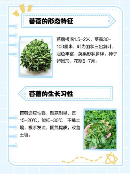 苜蓿种植技术_苜蓿怎么种高产-第3张图片-山城妙识 苜蓿种植技术_苜蓿怎么种高产-第3张图片-山城妙识