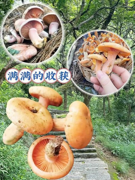 松树菌人工种植成功_怎么种-第1张图片-山城妙识 松树菌人工种植成功_怎么种-第1张图片-山城妙识