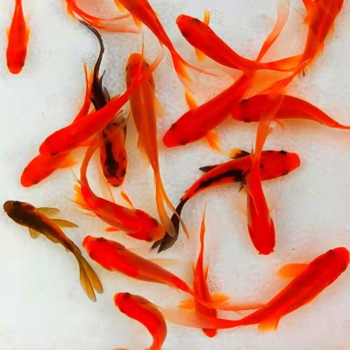 草鱼五彩鱼是什么鱼_五彩鱼是草鱼吗-第3张图片-山城妙识 草鱼五彩鱼是什么鱼_五彩鱼是草鱼吗-第3张图片-山城妙识