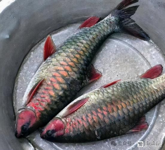 草鱼五彩鱼是什么鱼_五彩鱼是草鱼吗-第1张图片-山城妙识 草鱼五彩鱼是什么鱼_五彩鱼是草鱼吗-第1张图片-山城妙识