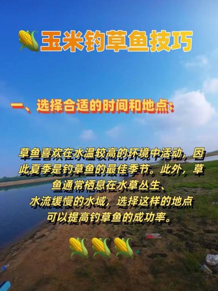 玉米钓草鱼绝招_老钓手不传秘籍-第2张图片-山城妙识 玉米钓草鱼绝招_老钓手不传秘籍-第2张图片-山城妙识