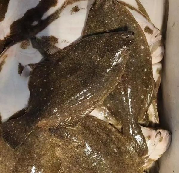 鸦片鱼价格一斤多少钱_鸦片鱼为什么这么贵-第1张图片-山城妙识 鸦片鱼价格一斤多少钱_鸦片鱼为什么这么贵-第1张图片-山城妙识