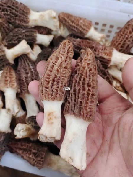 白松露菌的功效与作用_白松露菌怎么吃效果最好-第2张图片-山城妙识 白松露菌的功效与作用_白松露菌怎么吃效果最好-第2张图片-山城妙识