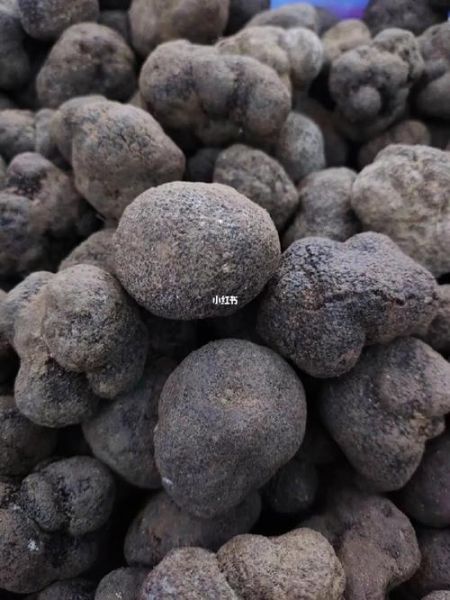 白松露菌的功效与作用_白松露菌怎么吃效果最好-第1张图片-山城妙识 白松露菌的功效与作用_白松露菌怎么吃效果最好-第1张图片-山城妙识